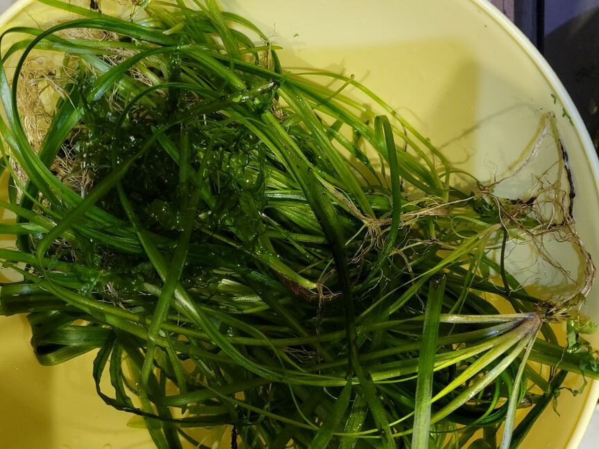 Валиснерия гигантская