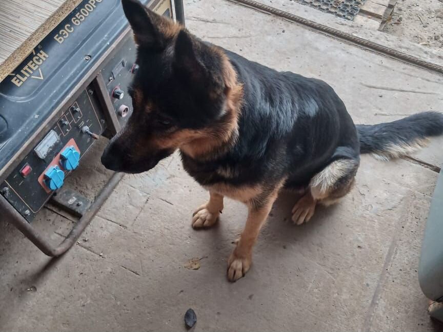 Продаю щенков немецкой овчарки