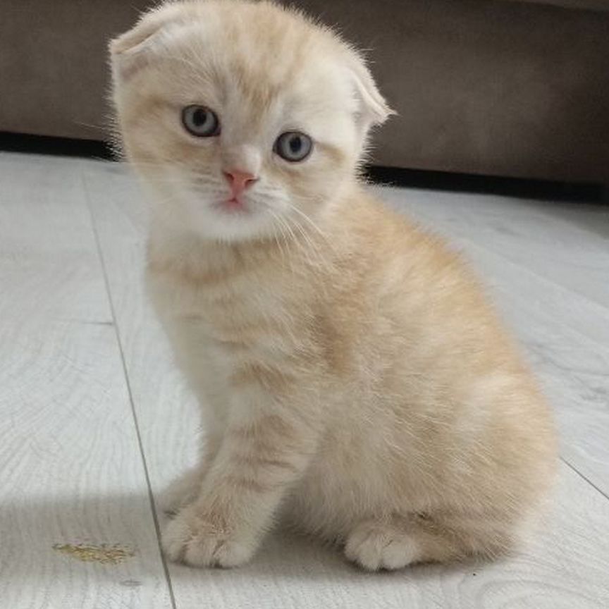 Шотландский вислоухий короткошёрстный котёнок