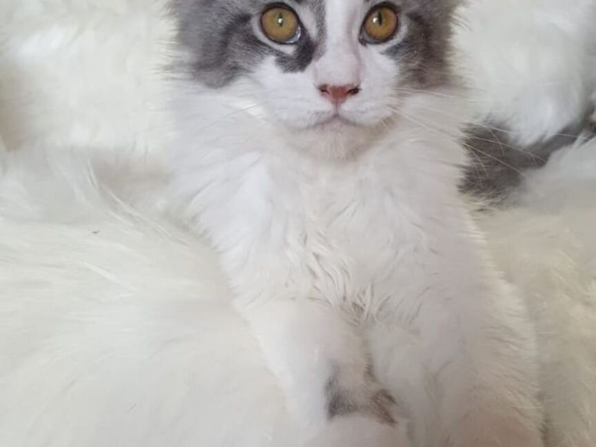 Котята мейн-кун