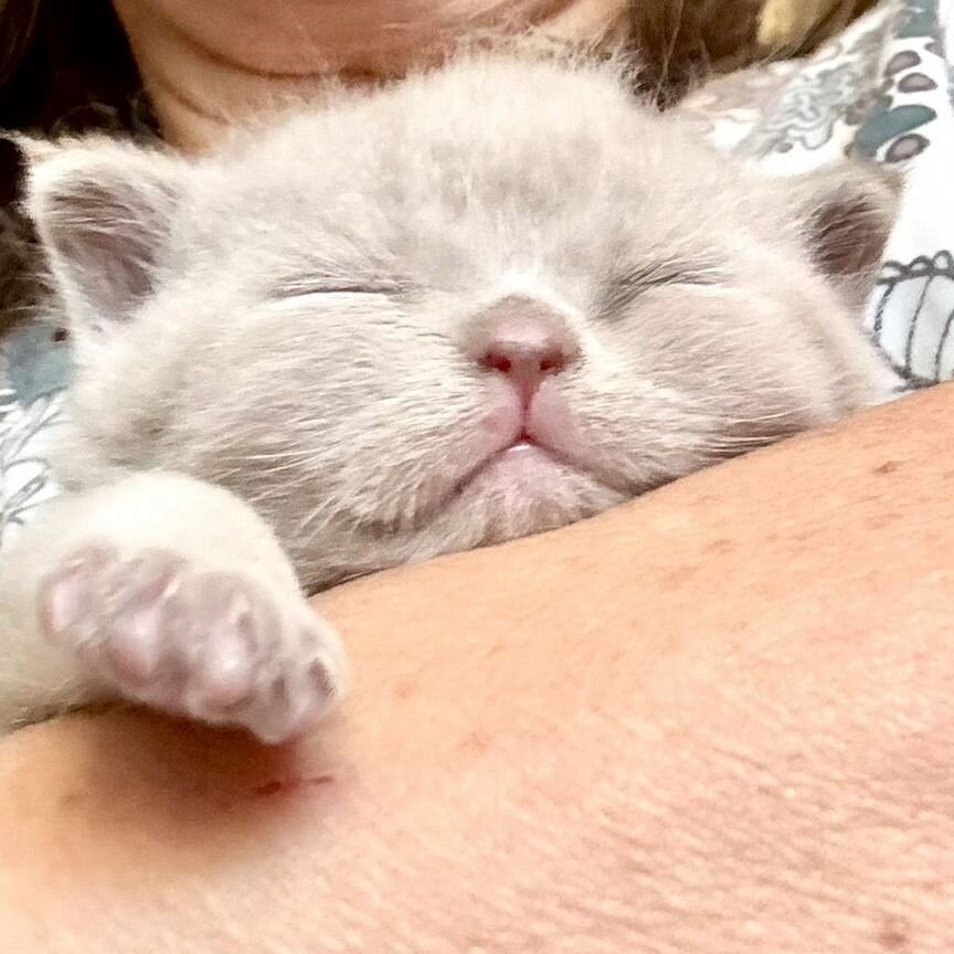 Британский длинношёрстный котёнок