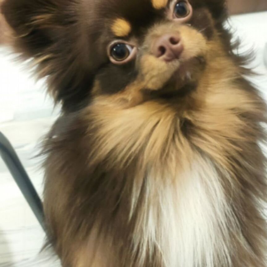 Мальчик помчи, 1 год и 2 месяца,кастрирован