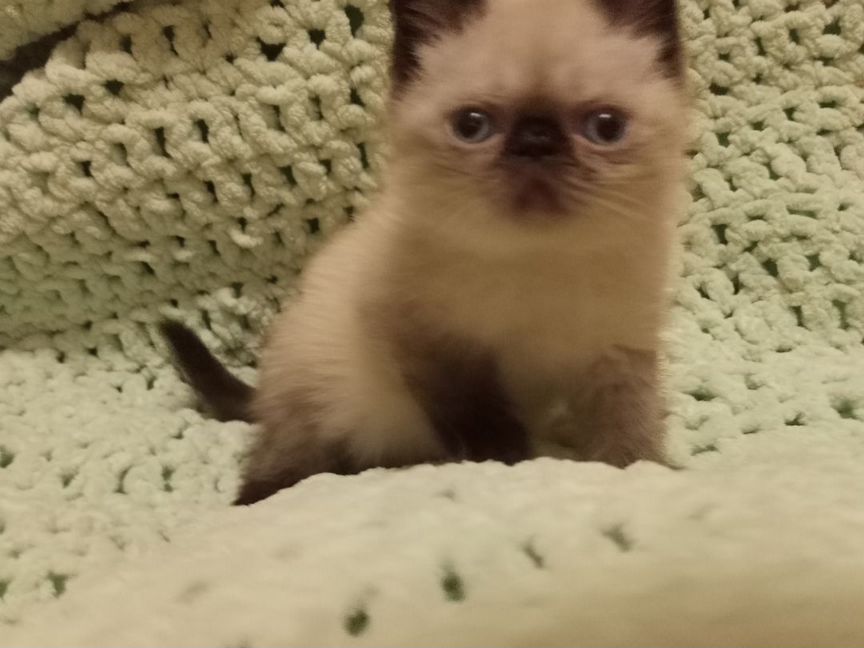 Экзотический плюшевый котик