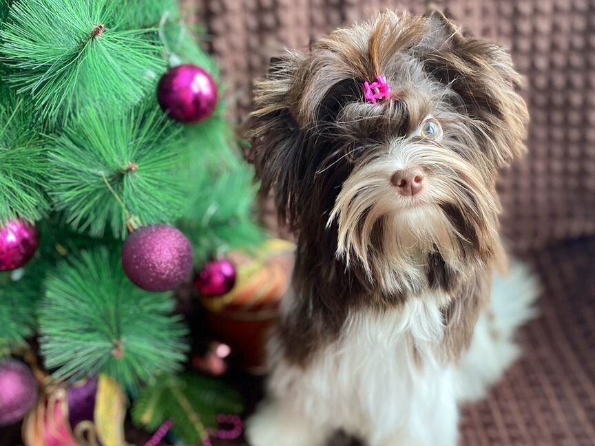 Мальчик биро к Новому году