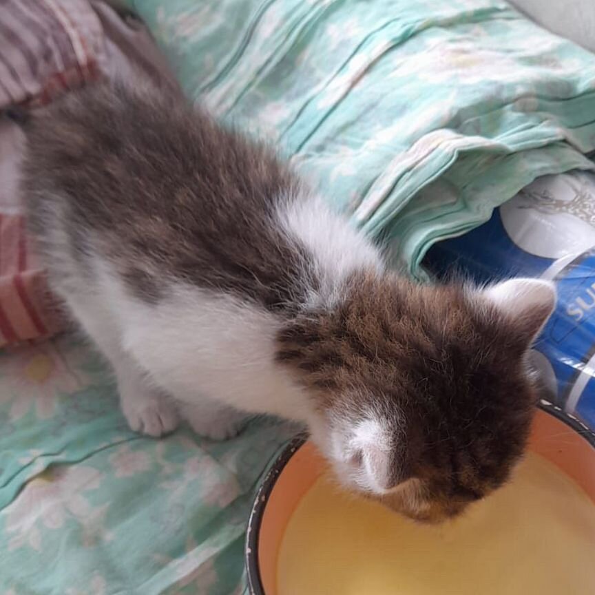 Котёнок в добрые руки
