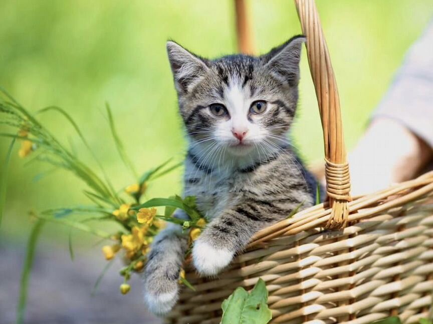 Котенок 1,5 мес