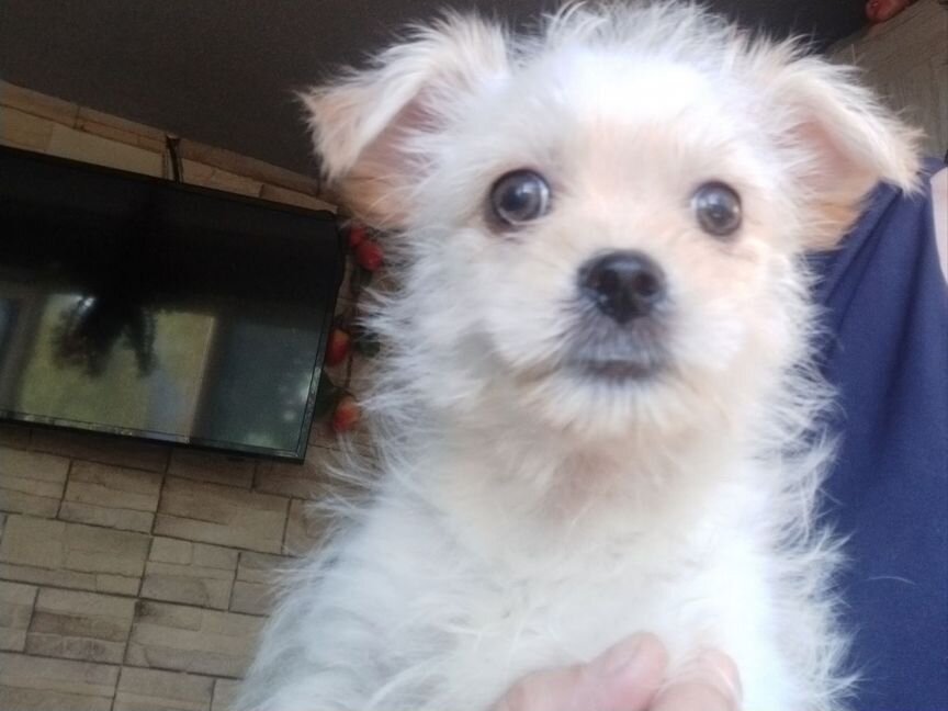 Собака в добрые руки отдам бесплатно