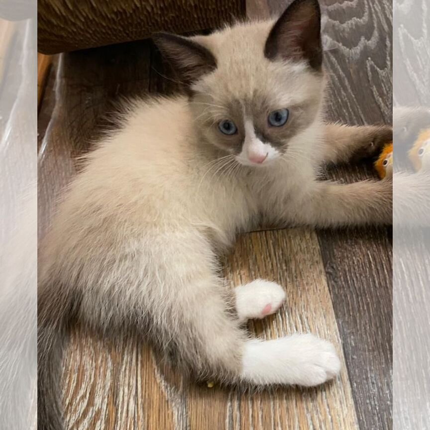 Сноу-Шу котёнок