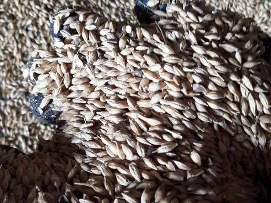 Семечко, Ячмень яровой корма