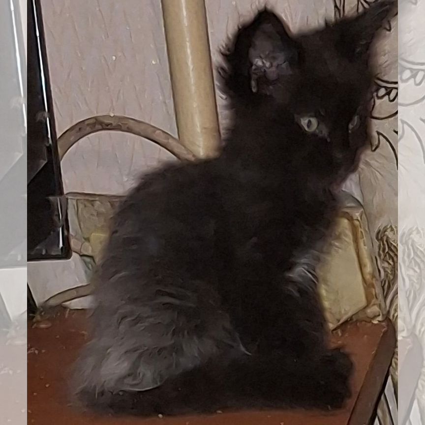 Котёнок от частного владельца