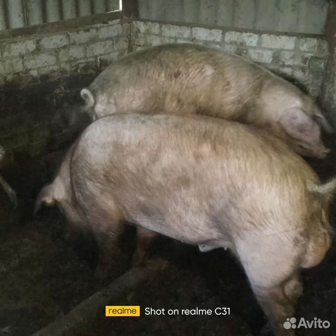 Хряк дюрок на племя