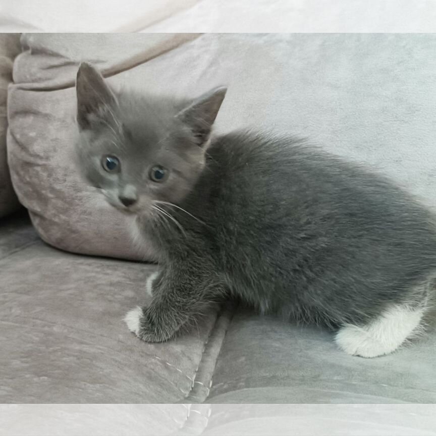 Британский короткошёрстный котёнок