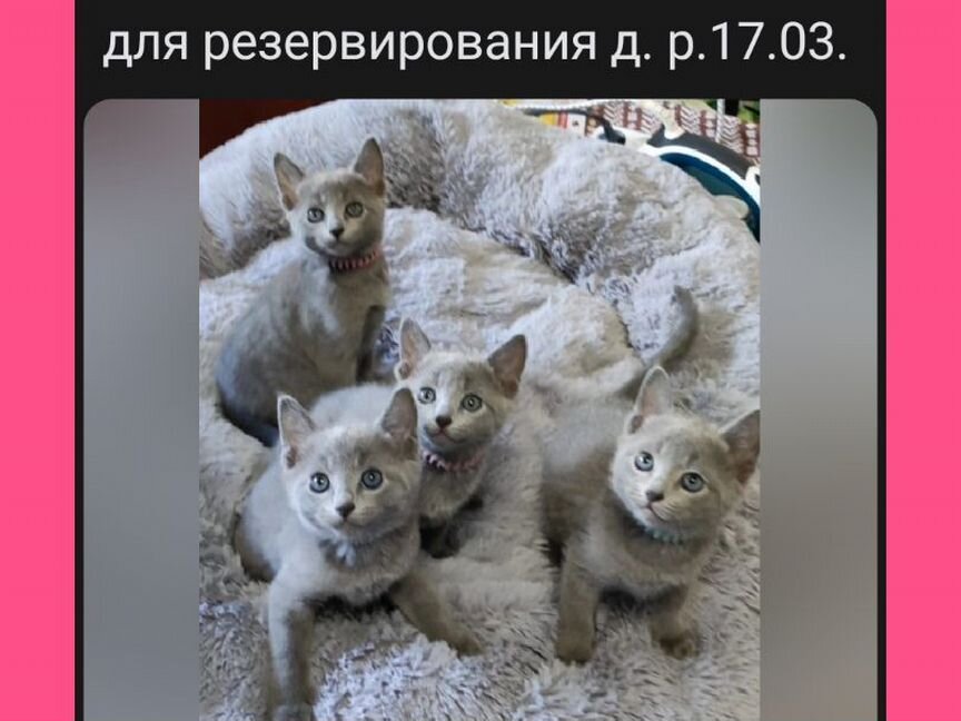 Продажа котят Русская голубая