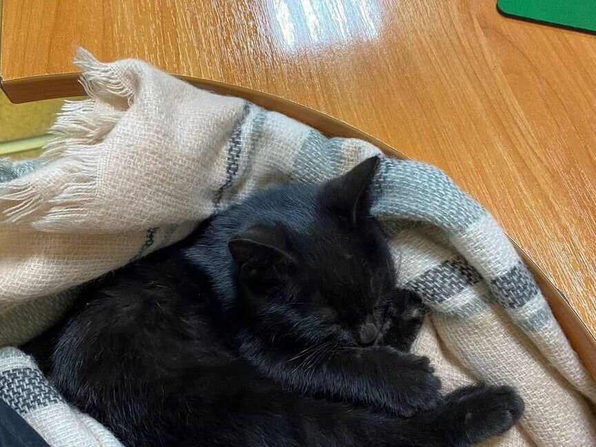 Малышка Наоми в добрые руки