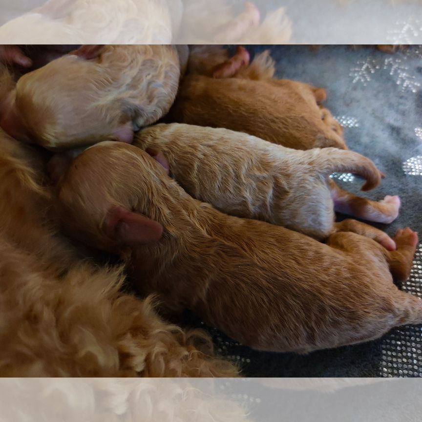 Пудель, щенок