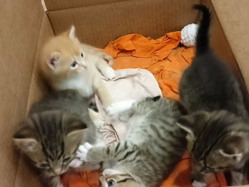 Пристраивают котят