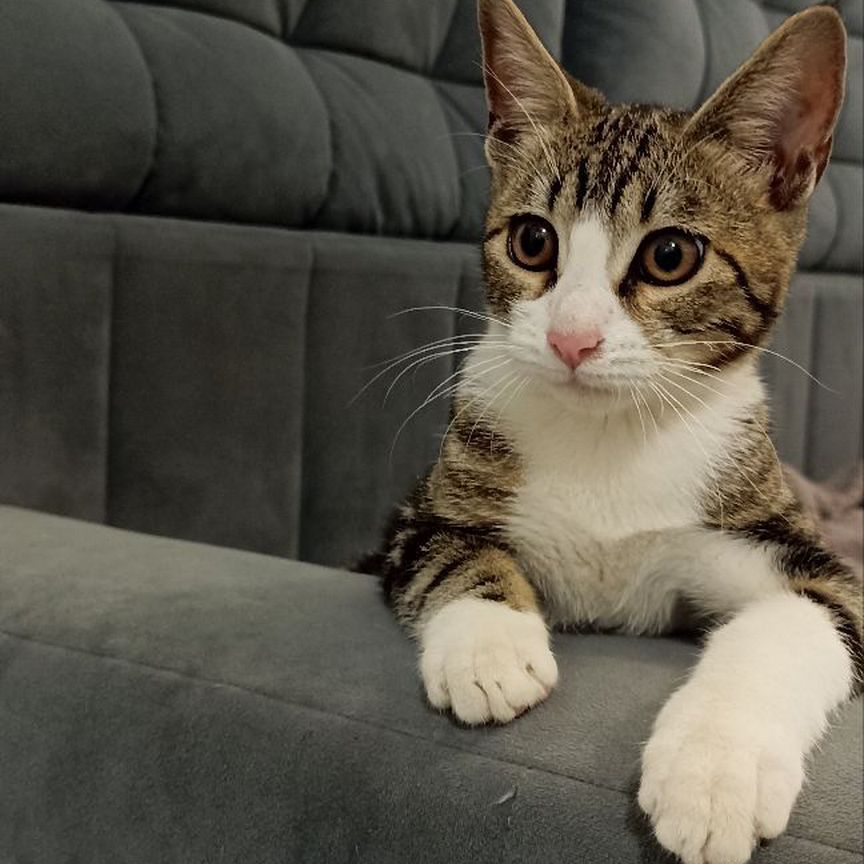 Котенок мальчик 3 месяца