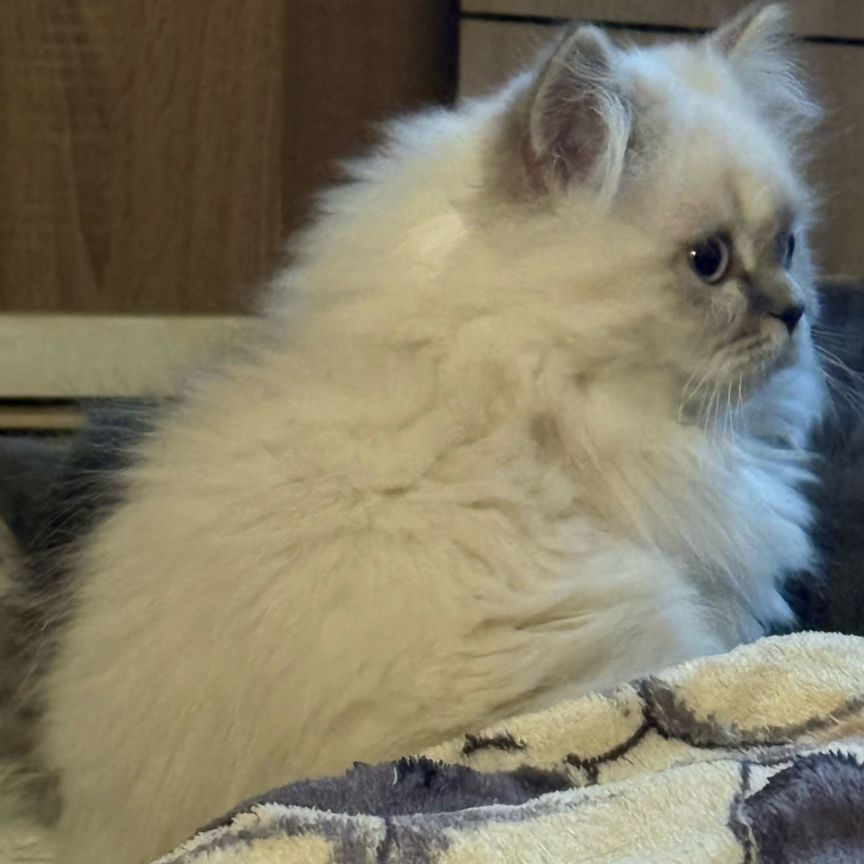 Шотландский прямоухий длинношёрстный котёнок