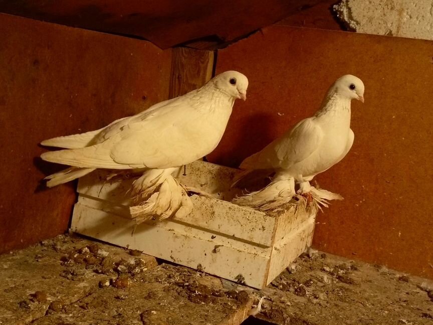 Продаю голубей