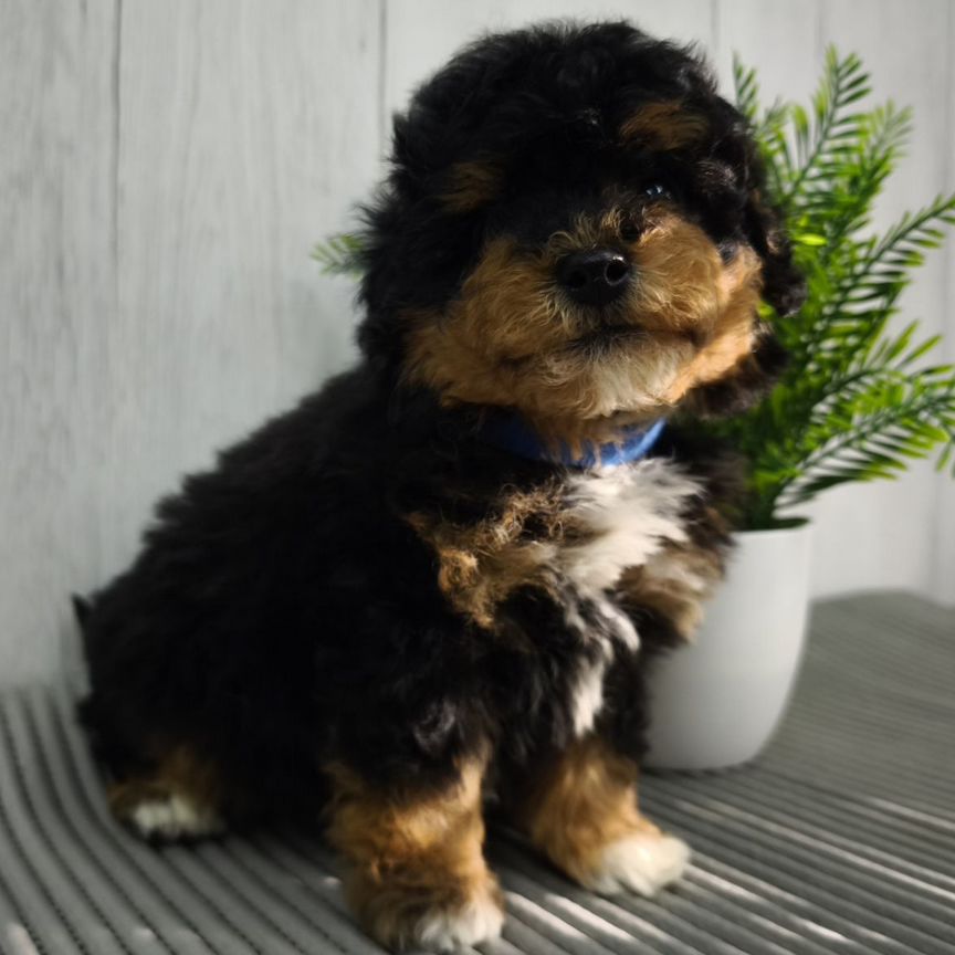 Бишон фризе, щенок