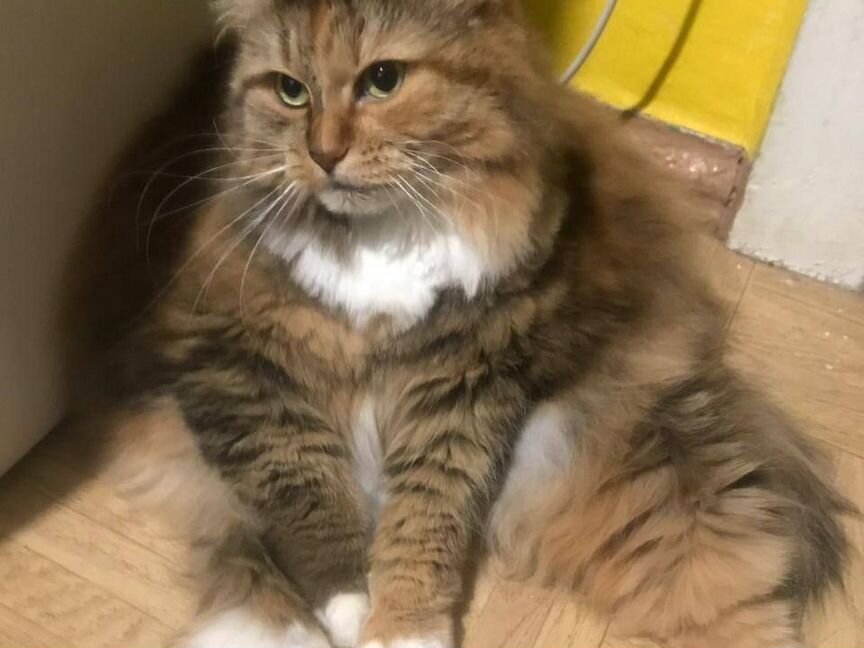 Сос.Хозяин умер.Кошку собираются усыпить