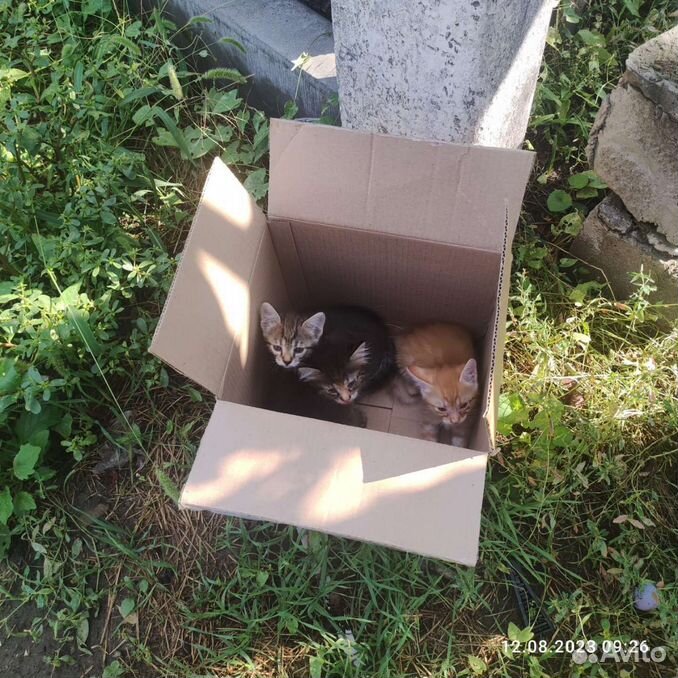 Выкинули котят в коробке