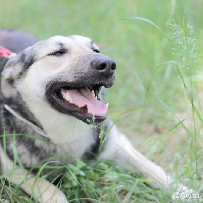 Молодая собачка Дженни ищет дом