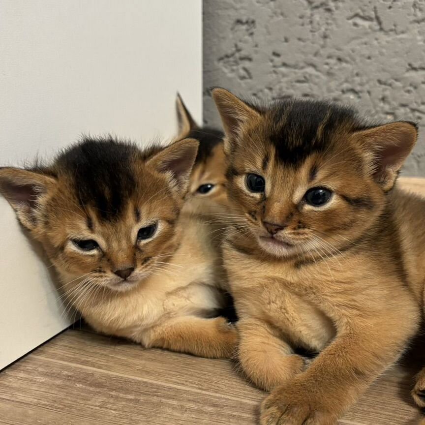 Абиссинские котята
