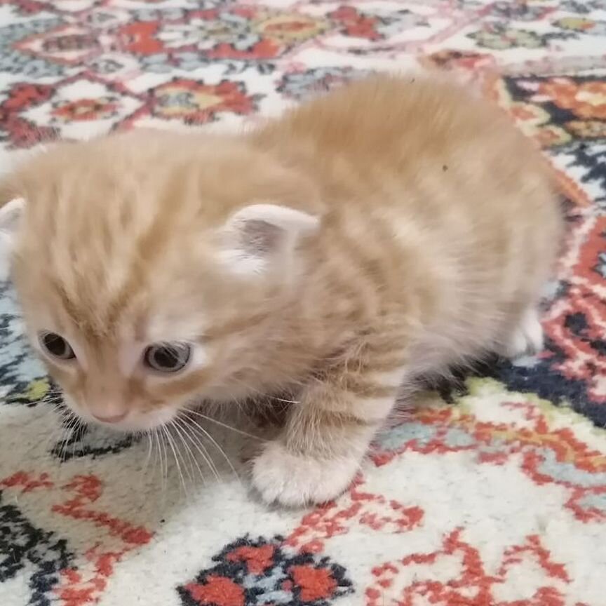 Вислоухие котята бесплатно