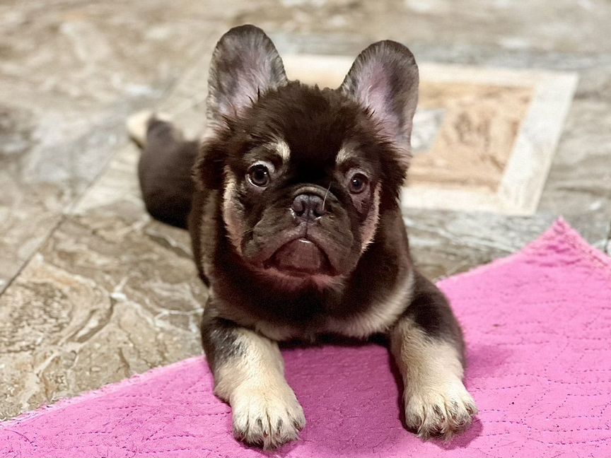 Бульдог флаффи