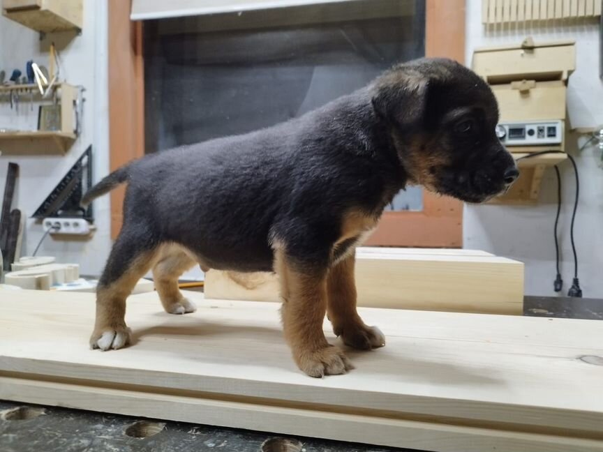 Отдам в добрые руки