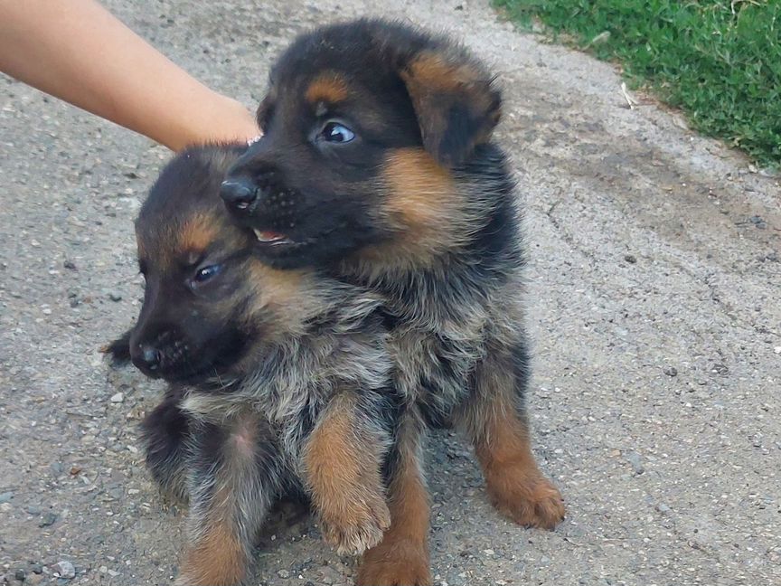 Немецкая овчарка