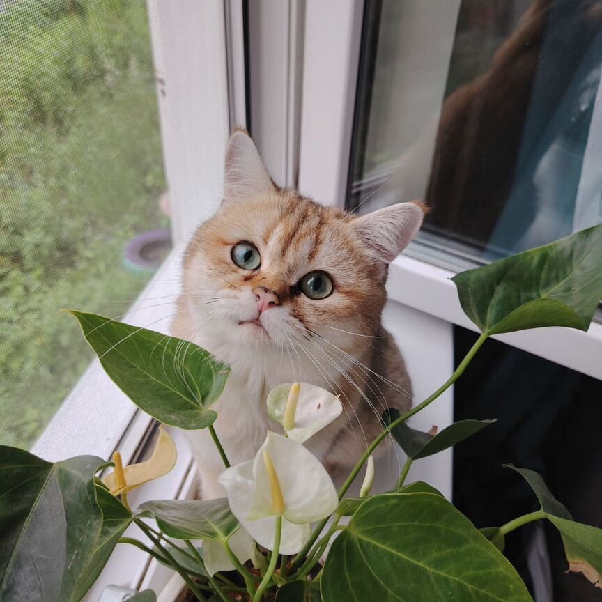 Кот британская золотая шиншила