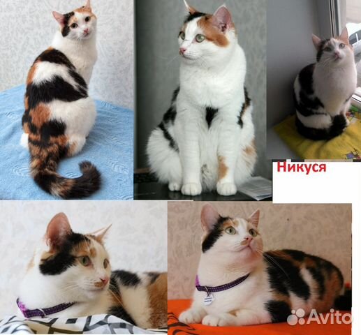 Яркая роскошь, плюшевая радость в семью