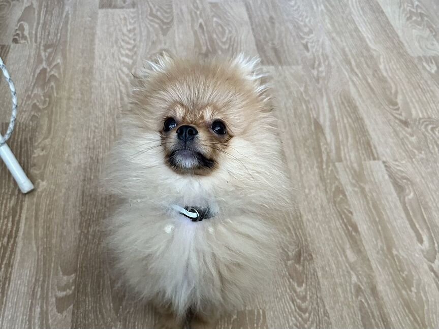 Померанский шпиц