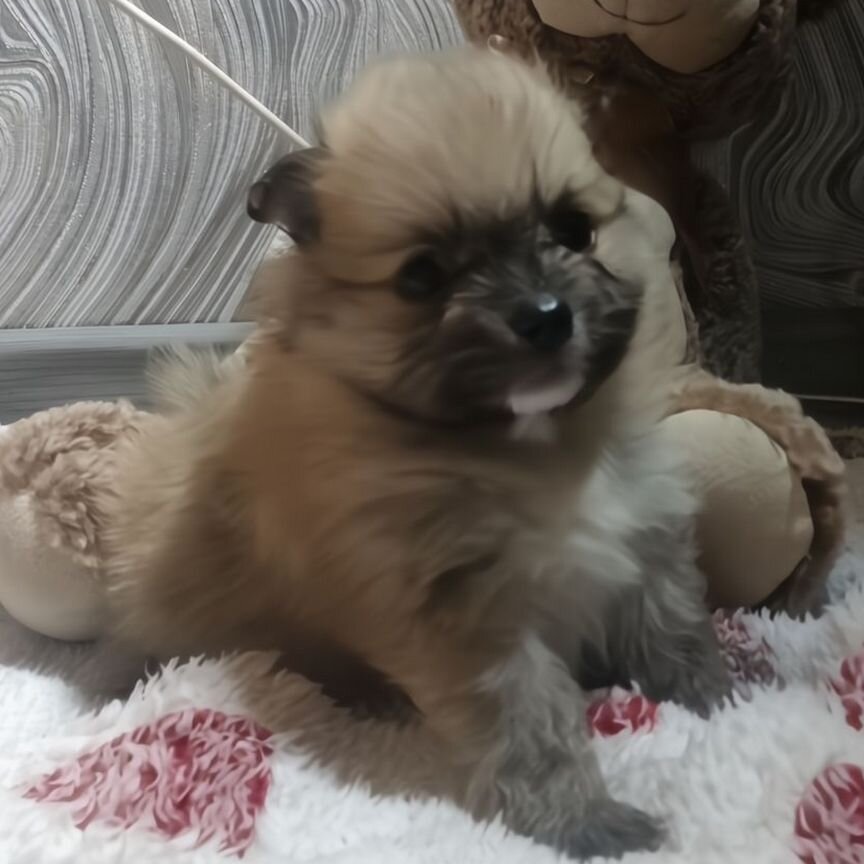 Померанский шпиц, щенок