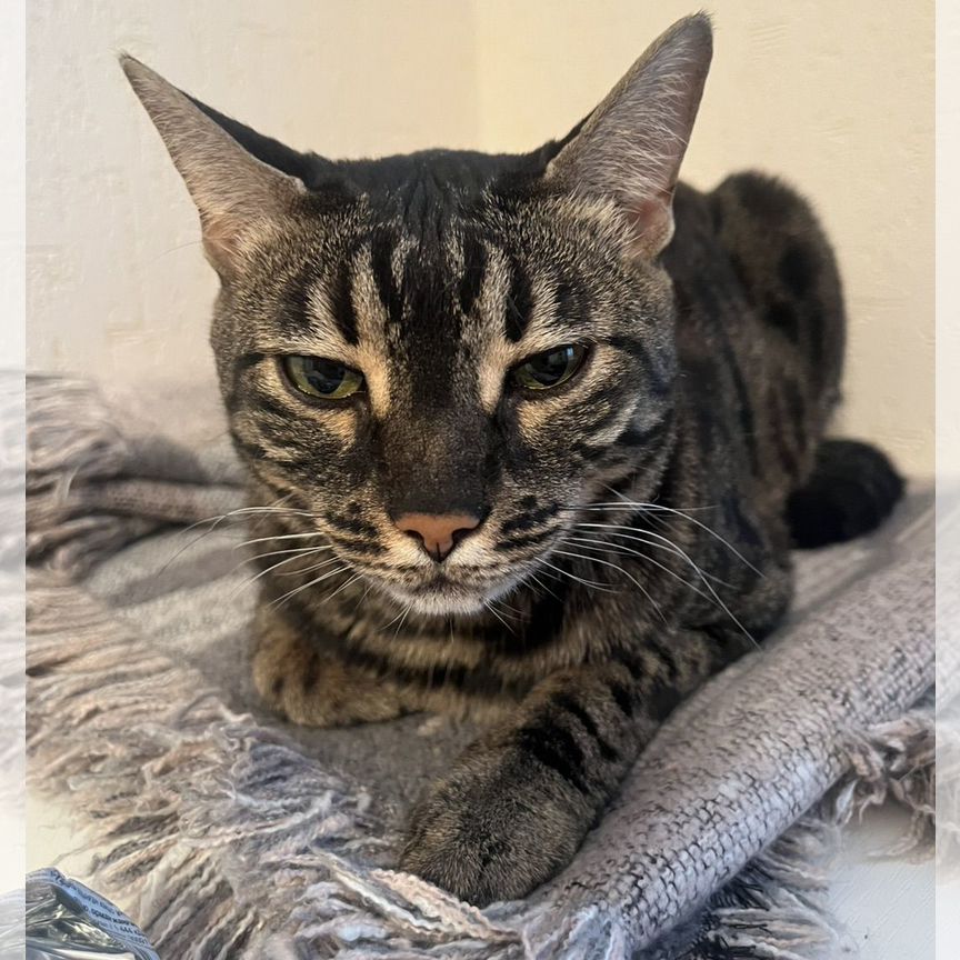 Бенгальская, взрослая кошка