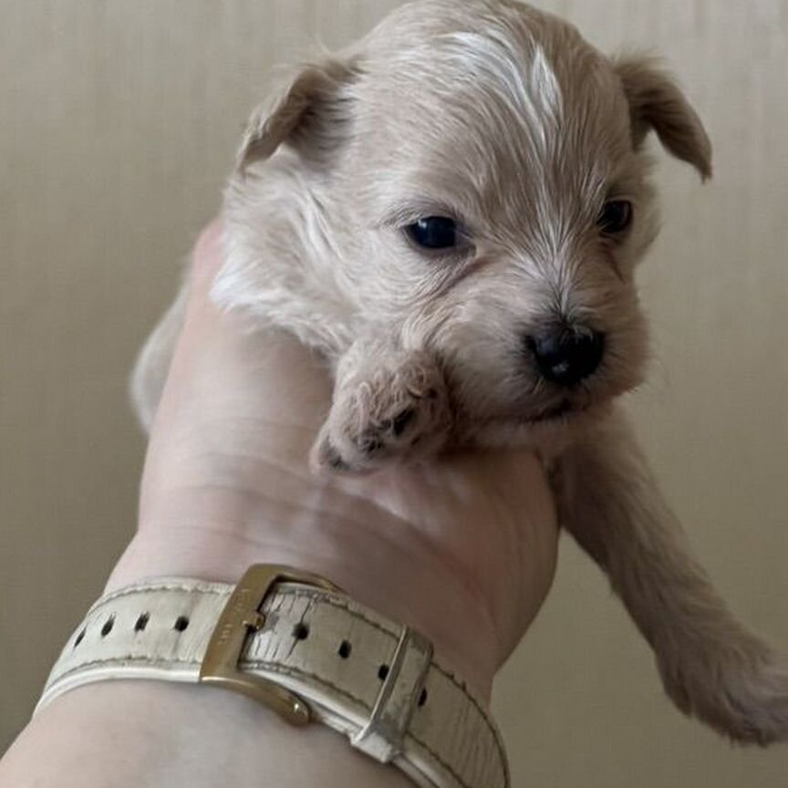 Мальтипу, щенок