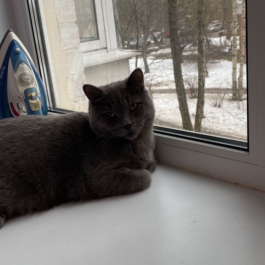 Продам породистого кота