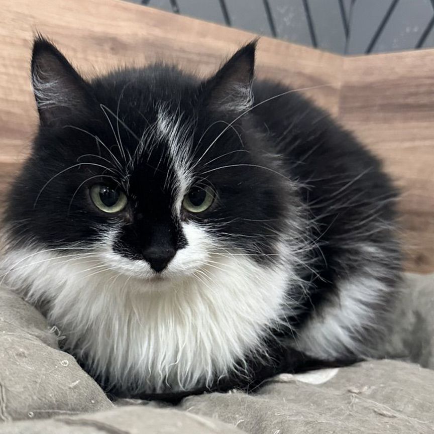 Взрослая, кошка в добрые руки