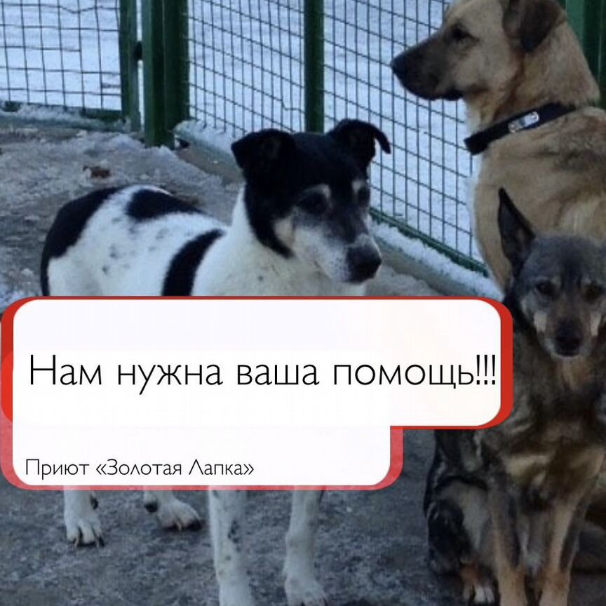 Помощь Приюту