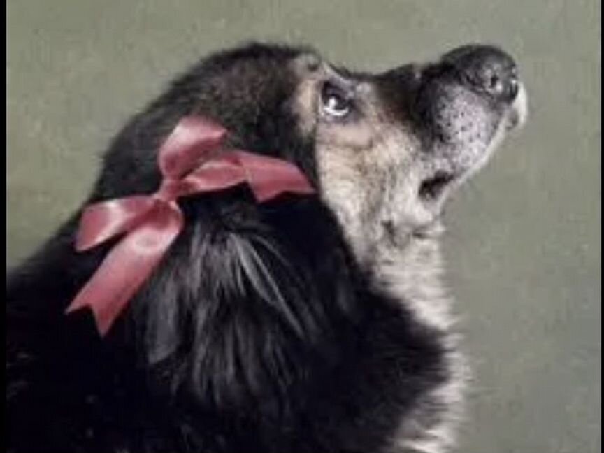 Собака в добрые руки