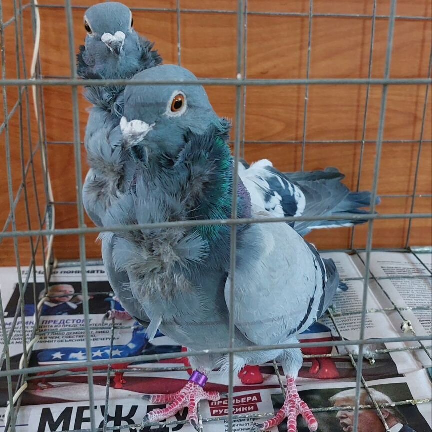 Голуби китайские чайки