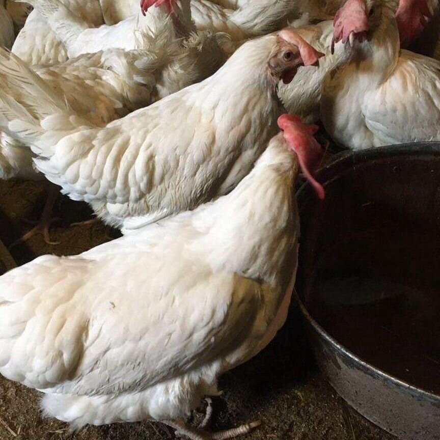 Куры молодки несушки