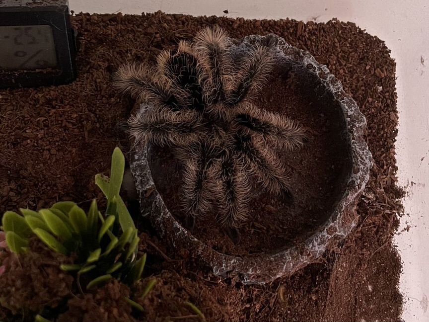 Паук птицеед