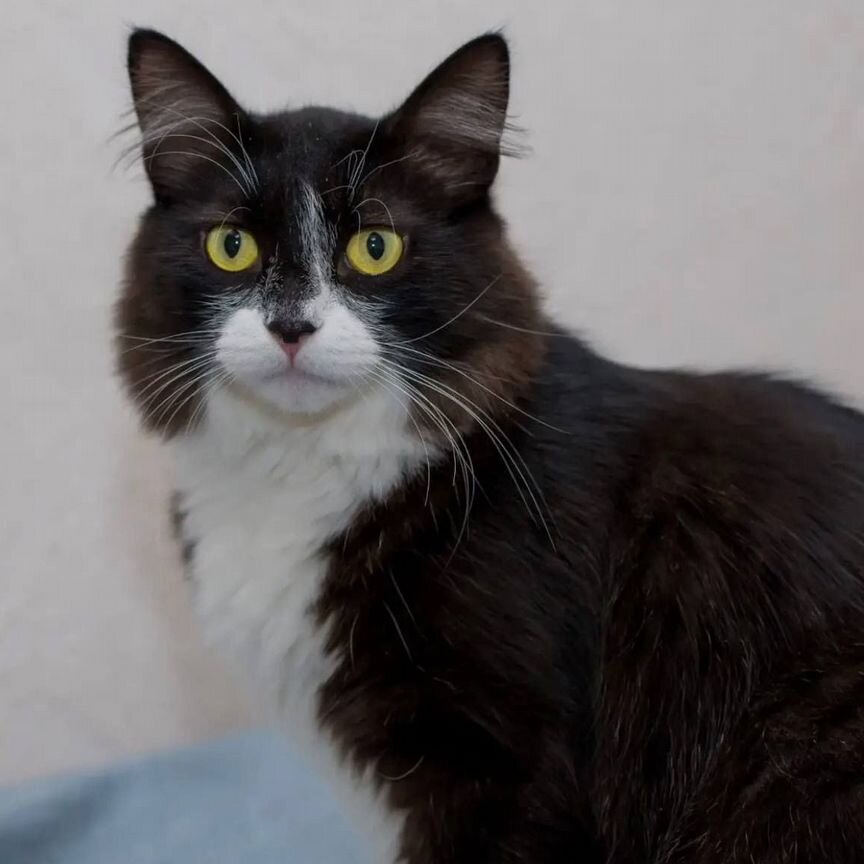 Взрослый кот в добрые руки