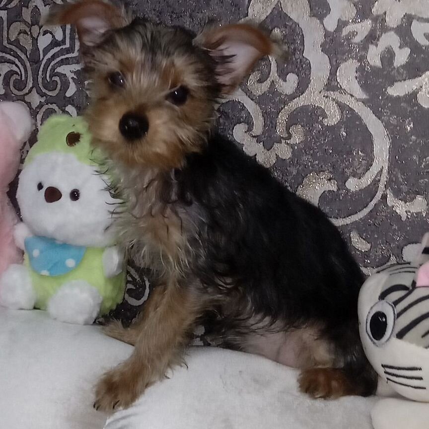 Йоркширский терьер, щенок