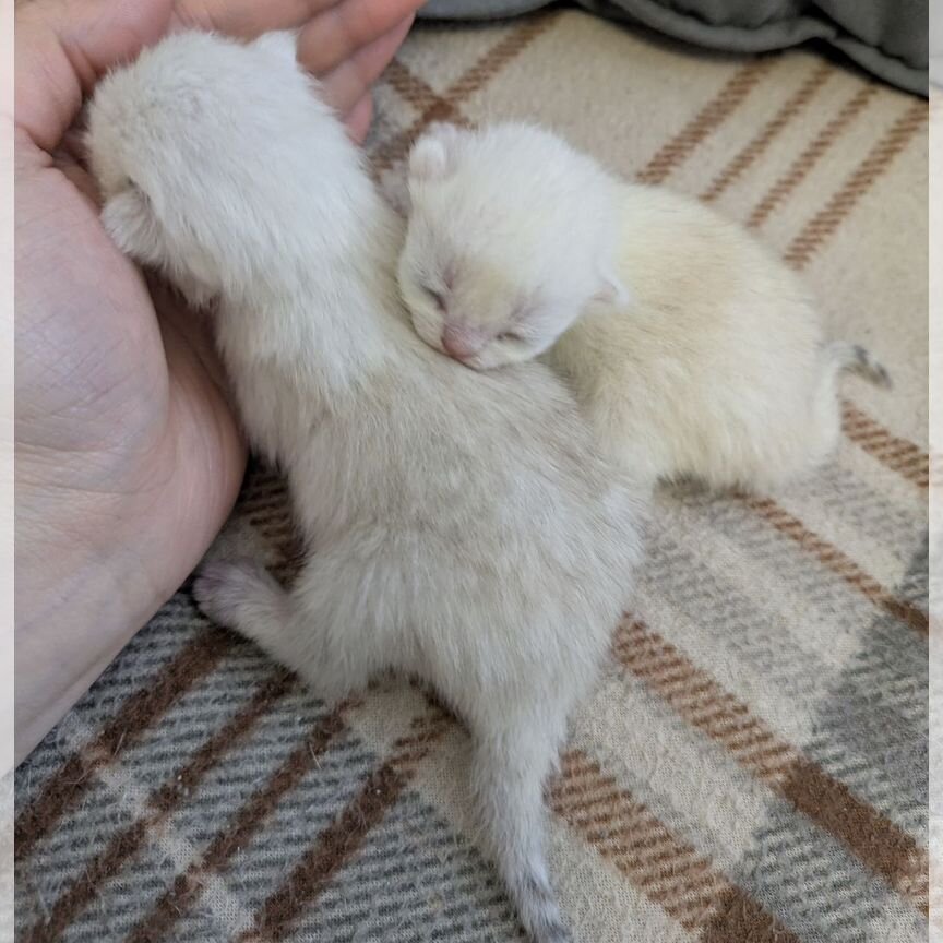 Шотландский прямоухий короткошёрстный котёнок