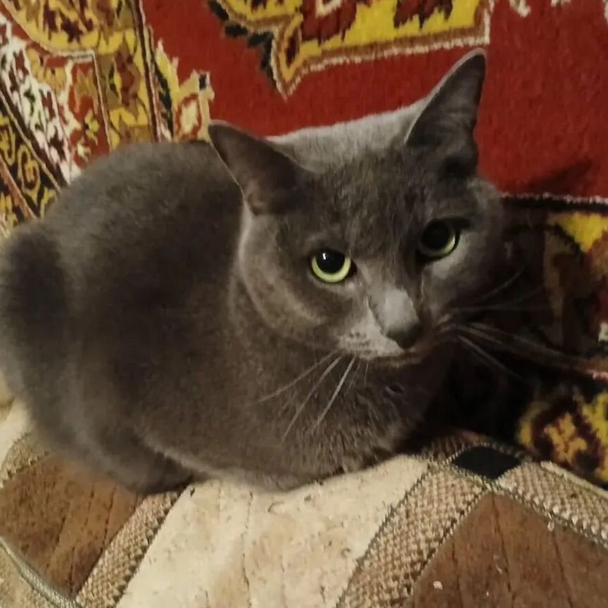 Взрослый кот в добрые руки