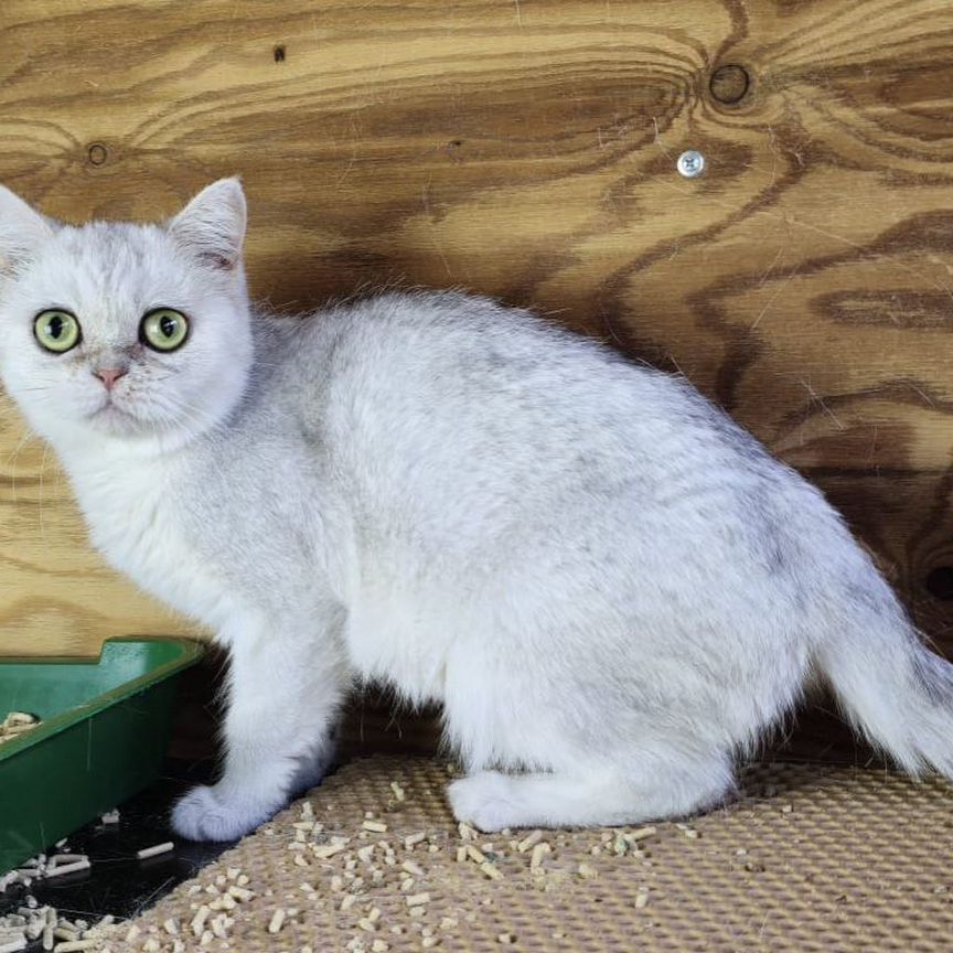 Шотландская прямоухая кошечка Николь